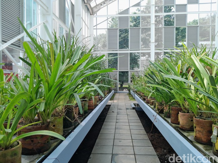 Koleksi Anggrek di Kebun Raya Bogor, Dirintis sejak Zaman Hindia Belanda