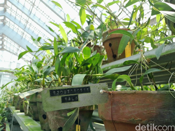 Koleksi Anggrek di Kebun Raya Bogor, Dirintis sejak Zaman Hindia Belanda