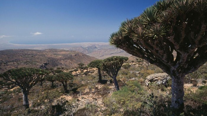 Serangan Saudi di Balik Terjebaknya 3 WNI di 'Tempat Sembunyi Dajjal'