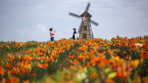 Bunga Lily Bermekaran di China, Cakep Banget!