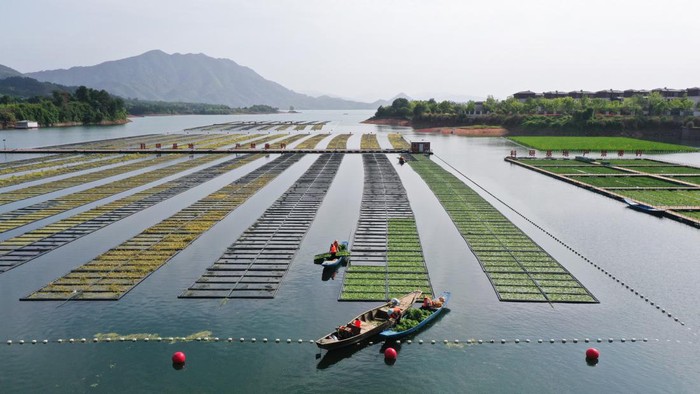 China Bangun Pertanian Apung Terbesar di Dunia, Begini Wujudnya