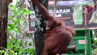 BKSDA Kaltim Lepasliarkan 3 Orang Utan di Kawasan Hutan Sungai Payau