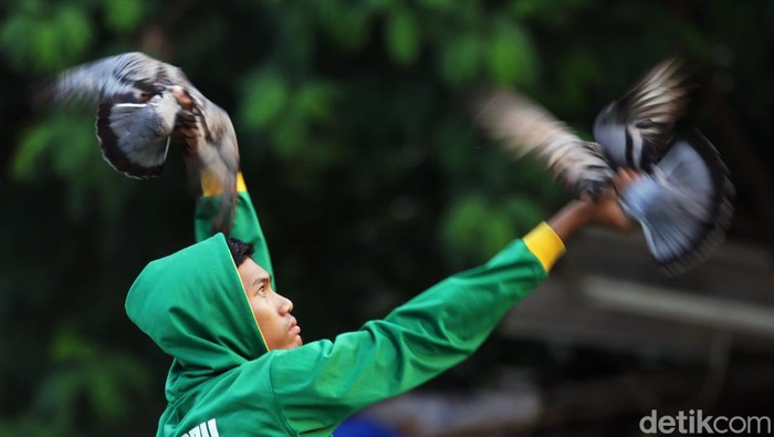 Kepak Merpati di Belantara Jakarta