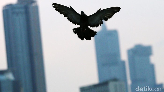 Kepak Merpati di Belantara Jakarta