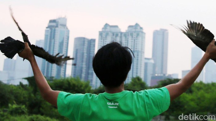 Kepak Merpati di Belantara Jakarta