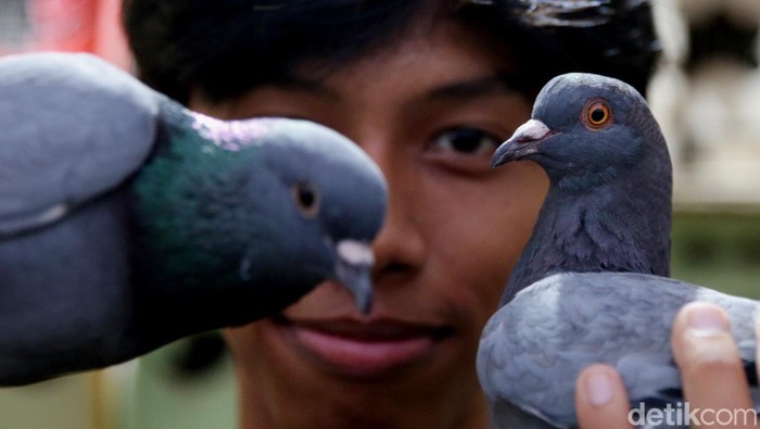Kepak Merpati di Belantara Jakarta
