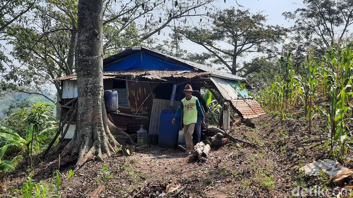 Hidup Sunyi Mbah Ngatiman 20 Tahun Tinggal Sendiri di Hutan Patiayam Kudus