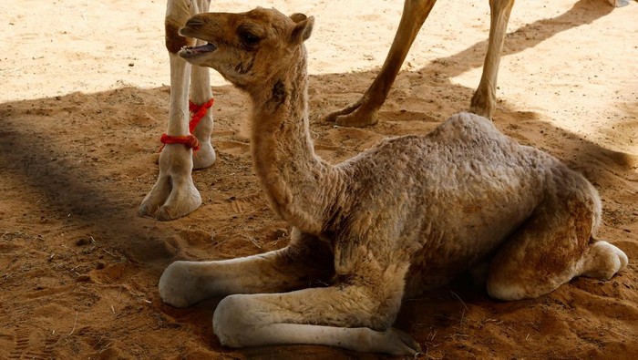 Potret Anak Unta Hasil Kloning di Pusat Penelitian Dubai