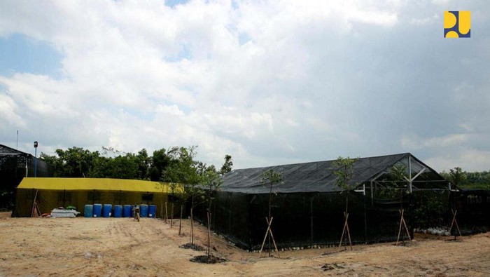 Wujud Nyata 52 Ribu Bibit Pohon Hayat buat Bikin Adem Tol di IKN