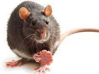 3 Perangkap Tikus DIY dan Cara Membuatnya dengan Bahan Sederhana