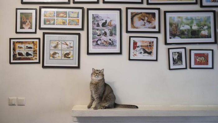 Kenapa Kucing Suka Memijat? Kenapa Kucing Suka Memijat?