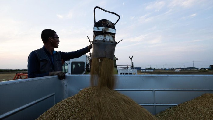 Melihat Panen Jelai di Korea Selatan