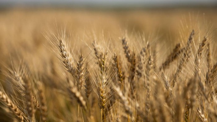 Melihat Panen Jelai di Korea Selatan