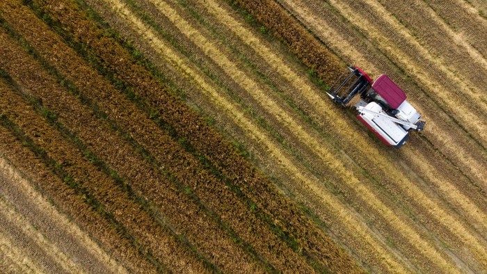 Melihat Panen Jelai di Korea Selatan