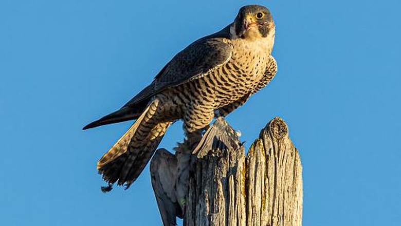 5 Fakta Elang Peregrine, Hewan Tercepat di Dunia yang Setara Mobil F1
