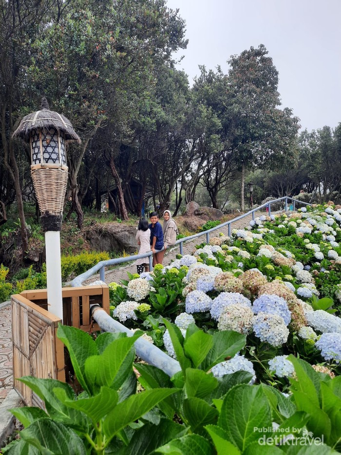 Keindahan Papandayan yang Menarik Hati Charlie Chaplin