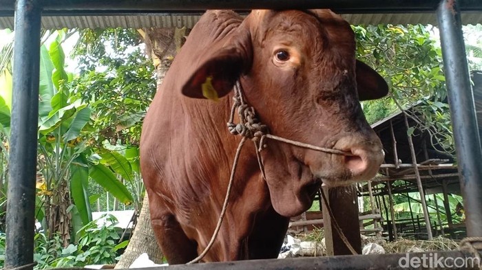 Potret Bruno, Sapi Kurban Jokowi yang Diberi Makan Puding Setiap Hari