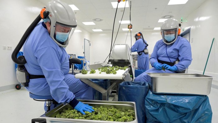 Melihat Produksi Ganja Medis di Pabrik Jerman