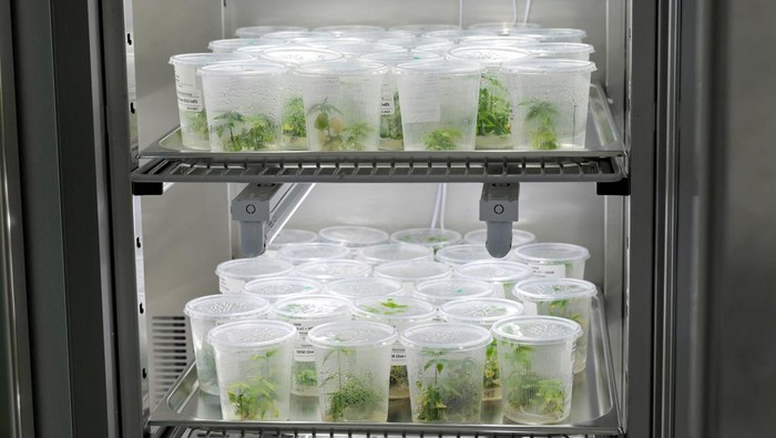 Melihat Produksi Ganja Medis di Pabrik Jerman