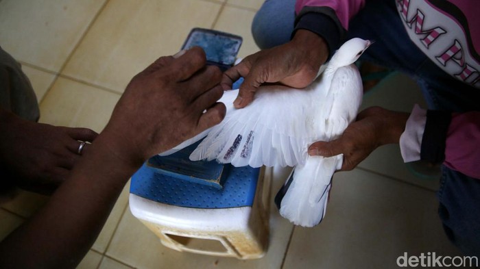 Pos Meti, Lapak Burung Merpati Tomprang Terbesar di Jakarta