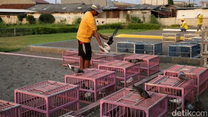Pos Meti, Lapak Burung Merpati Tomprang Terbesar di Jakarta