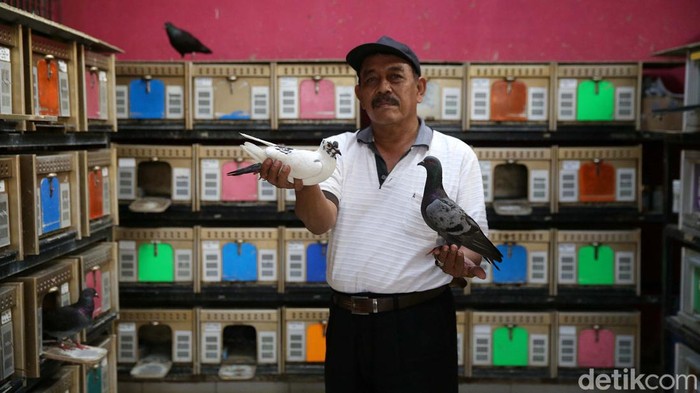 Pos Meti, Lapak Burung Merpati Tomprang Terbesar di Jakarta