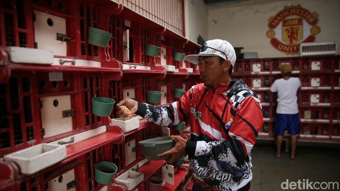 Pos Meti, Lapak Burung Merpati Tomprang Terbesar di Jakarta