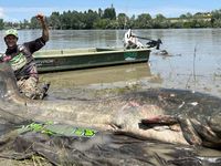 Rupa Ikan Lele Raksasa: Panjang 2,7 Meter, Bobot Nyaris 3 Kuintal