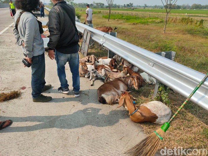 Penampakan Kambing Kurban Bergelimpangan di Tol Ngawi Usai Pikap Terguling