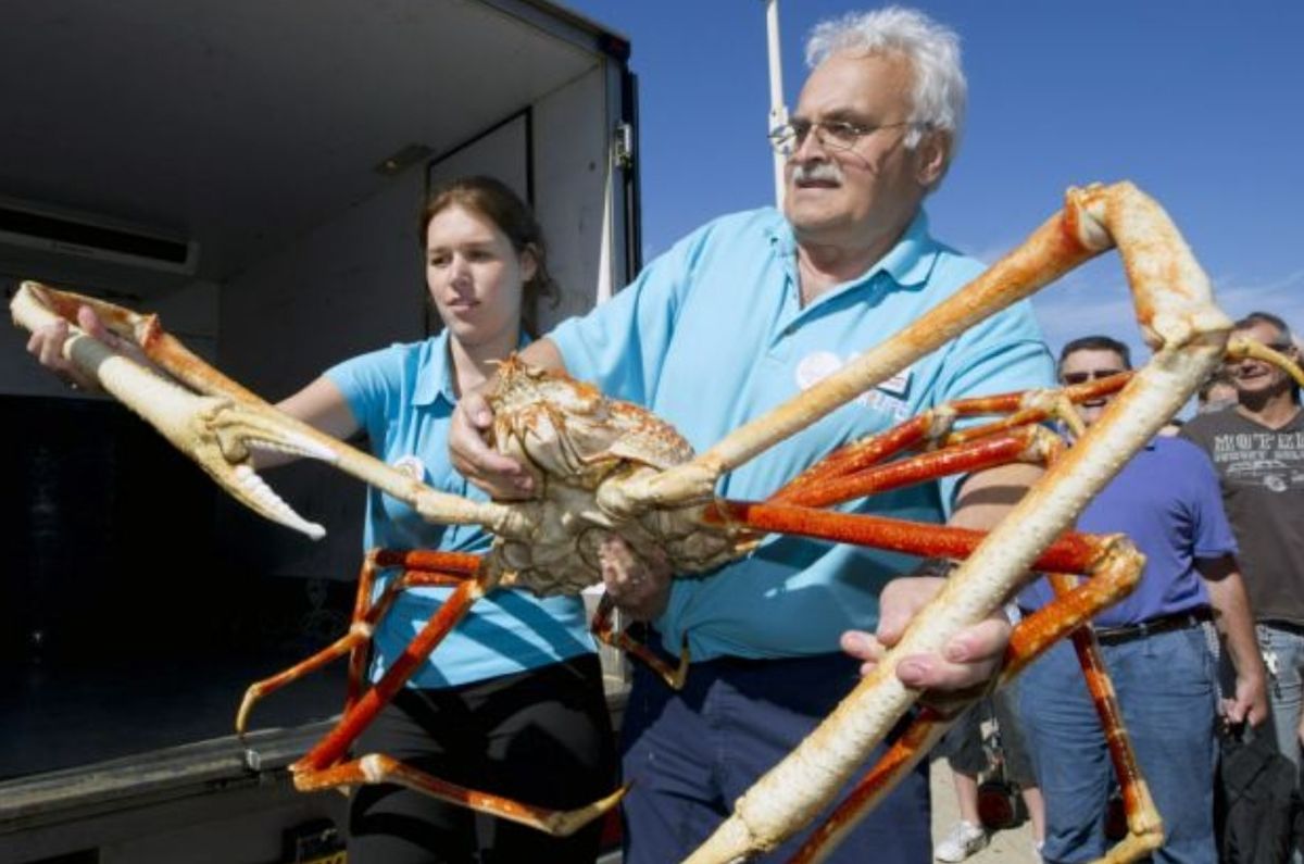 Kepiting Terbesar Di Dunia