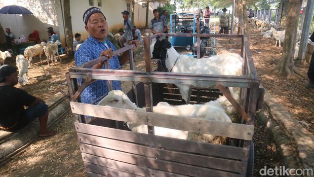 Cerita Tukang Ojek Kambing di Kudus Jelang Idul Adha, Kirim hingga Jepara Cerita Tukang Ojek Kambing di Kudus Jelang Idul Adha, Kirim hingga Jepara