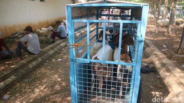 Cerita Tukang Ojek Kambing di Kudus Jelang Idul Adha, Kirim hingga Jepara Cerita Tukang Ojek Kambing di Kudus Jelang Idul Adha, Kirim hingga Jepara