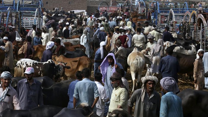 Potret Pasar Hewan di Pakistan yang Selalu Padat Jelang Idul Adha