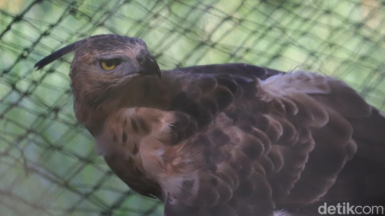 Mengunjungi Tempat Elang-elang Cacat Karena Manusia di Bandung