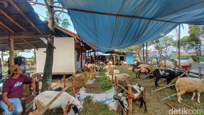 Keluh Kesah Penjual Hewan Kurban di Soreang Jelang Idul Adha Keluh Kesah Penjual Hewan Kurban di Soreang Jelang Idul Adha
