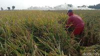 Bukti Indramayu Jadi Lumbung Padi Terbesar di Jabar