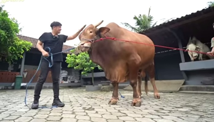 Wow! Segini Bobot Wariso, Sapi Kurban Milik Irfan Hakim Wow! Segini Bobot Wariso, Sapi Kurban Milik Irfan Hakim