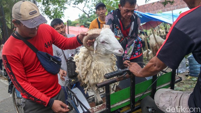 Alhamdulillah, Ojek Kurban Kebanjiran Rezeki Jelang Idul Adha Alhamdulillah, Ojek Kurban Kebanjiran Rezeki Jelang Idul Adha