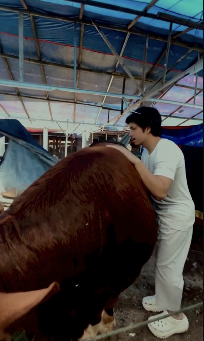 7 Potret Artis Bersama Sapi Kurban 1 Ton yang Disembelih