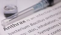 Apa itu Penyakit Antraks? Ini Pengertian, Gejala dan Cara Pencegahannya