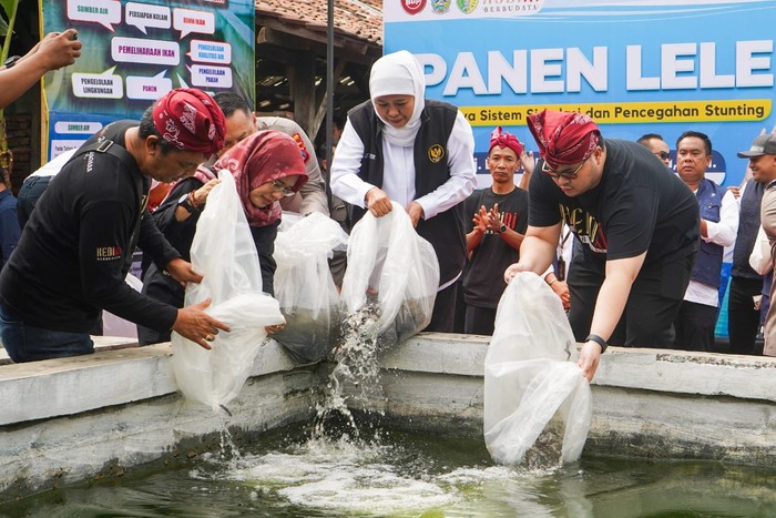 Bersama Mas Dhito, Gubernur Khofifah Dorong Penguatan Produksi Lele