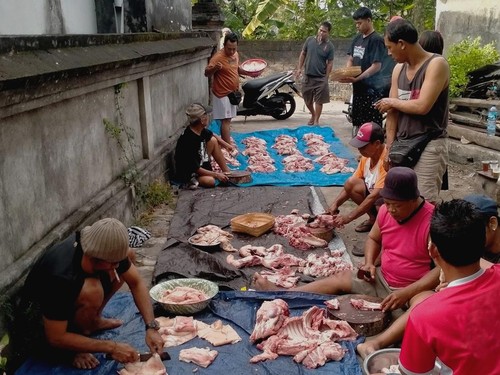 Kebutuhan Babi Galungan 2.413 Ekor, Badung Terjunkan 172 Petugas ...