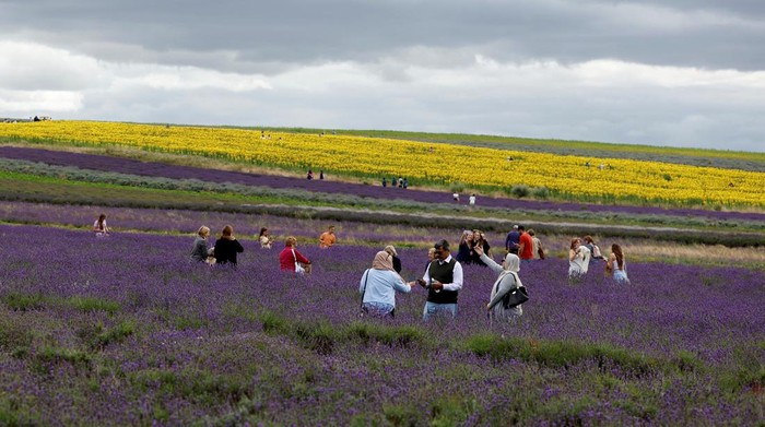 Potret Kebun Lavender di Inggris, Emang Boleh Seindah Itu?