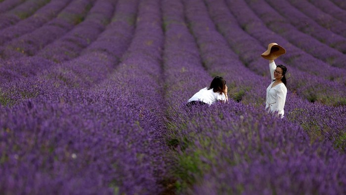 Potret Kebun Lavender di Inggris, Emang Boleh Seindah Itu?