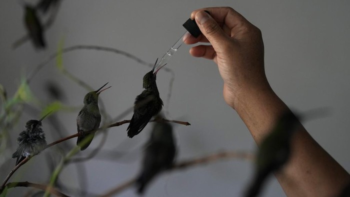 Wanita Meksiko Ubah Apartemennya Jadi Klinik Burung Kolibri