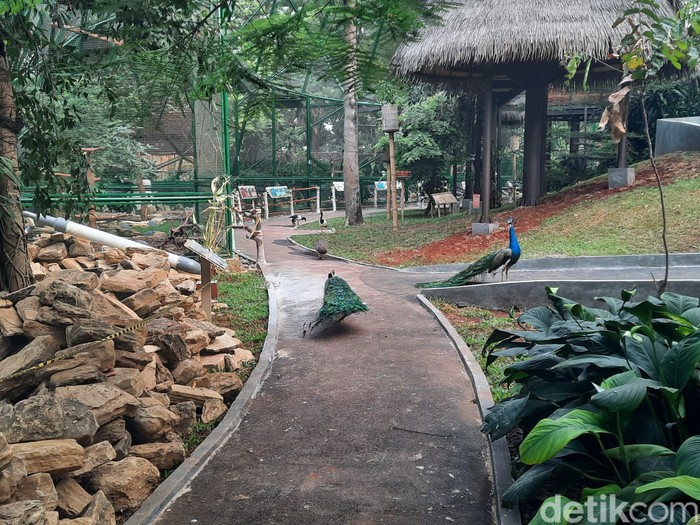 Mengintip Wajah Baru Taman Burung TMII yang Resmi Dibuka Hari Ini