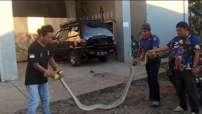 Ular Piton 4 Meter Masuk Permukiman Warga di Mamuju Lalu Mangsa Ternak Ular Piton 4 Meter Masuk Permukiman Warga di Mamuju Lalu Mangsa Ternak