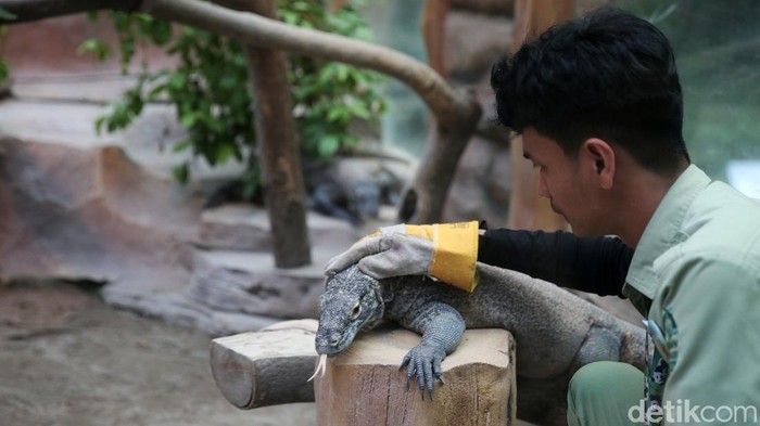 Igit Siswangki, Keeper TSI yang Tiga Kali Digigit Komodo