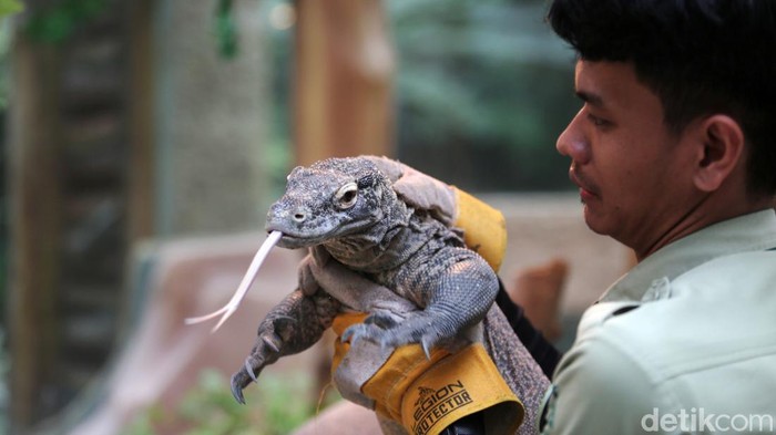 Igit Siswangki, Keeper TSI yang Tiga Kali Digigit Komodo