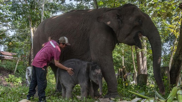 Penampakan Anak Gajah Sumatera yang Lahir di TN Tesso Nilo
